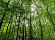 What is sustainable forestry? Practices & benefits | fsc.org